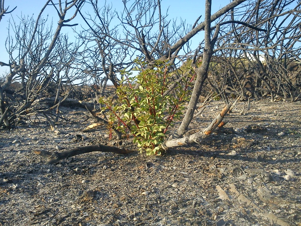 ΥΠΗΡΕΣΙΕΣ ΑΡΧΙΤΕΚΤΟΝΙΚΗΣ ΚΗΠΩΝ ΚΑΙ ΔΙΑΜΟΡΦΩΣΗΣ ΕΞΩΤΕΡΙΚΩΝ ΧΩΡΩΝ | Sygrisis